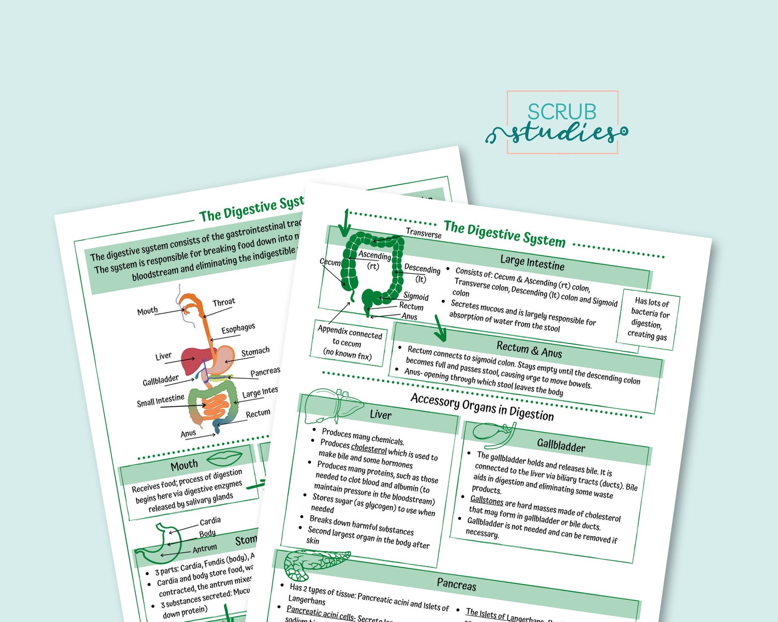 The Digestive System Study Guide | GI Tract | Gastrointestinal ...