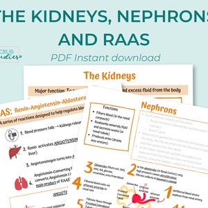 The Kidneys Nephrons RAAS Nursing Student Study Guide | Etsy
