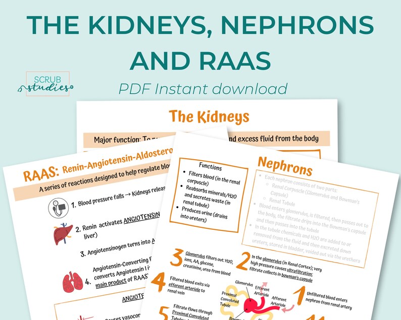 The Kidneys Nephrons RAAS Nursing Student Study Guide | Etsy