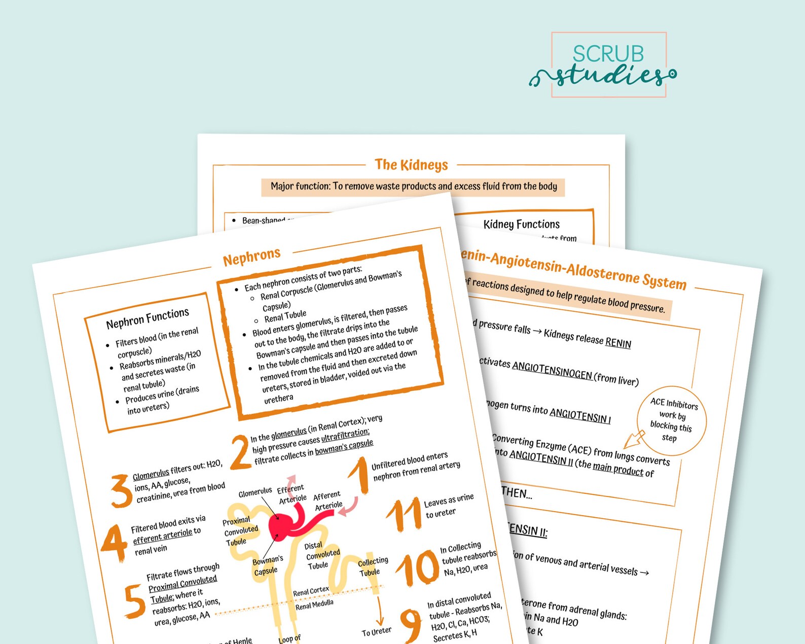 The Kidneys | Nephrons | RAAS | Nursing Student Study Guide | Digital ...