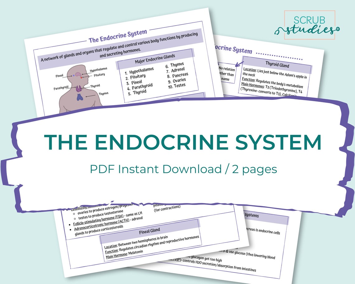 Endocrine System Study Guide Nursing Study Notes Digital - Etsy