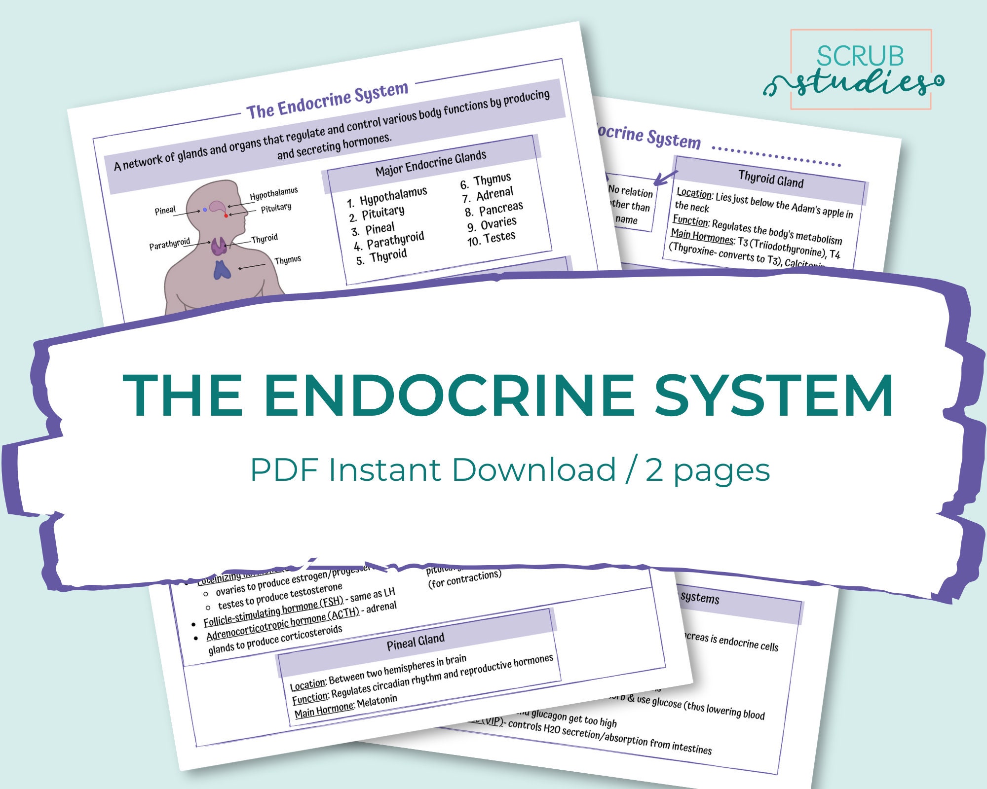 Endocrine System Study Guide Nursing Study Notes Digital - Etsy