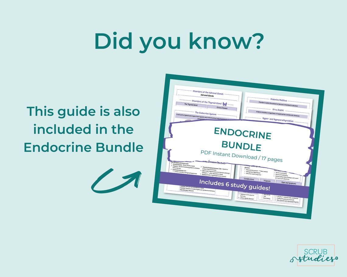 Endocrine System Study Guide Nursing Study Notes Digital - Etsy