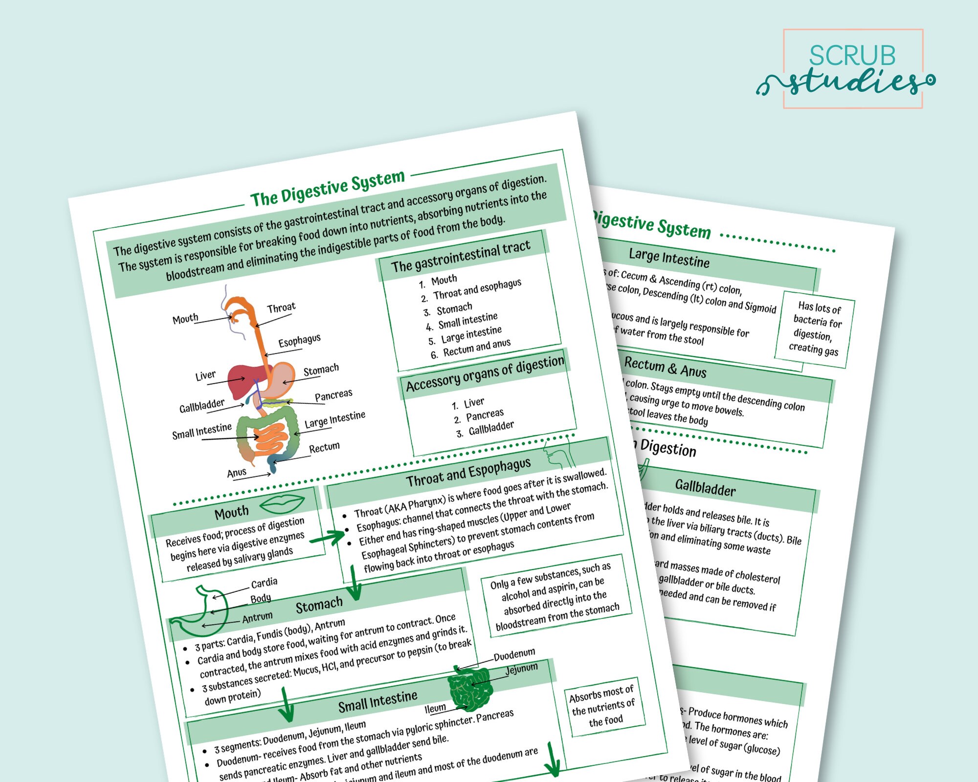 The Digestive System Study Guide GI Tract Gastrointestinal - Etsy