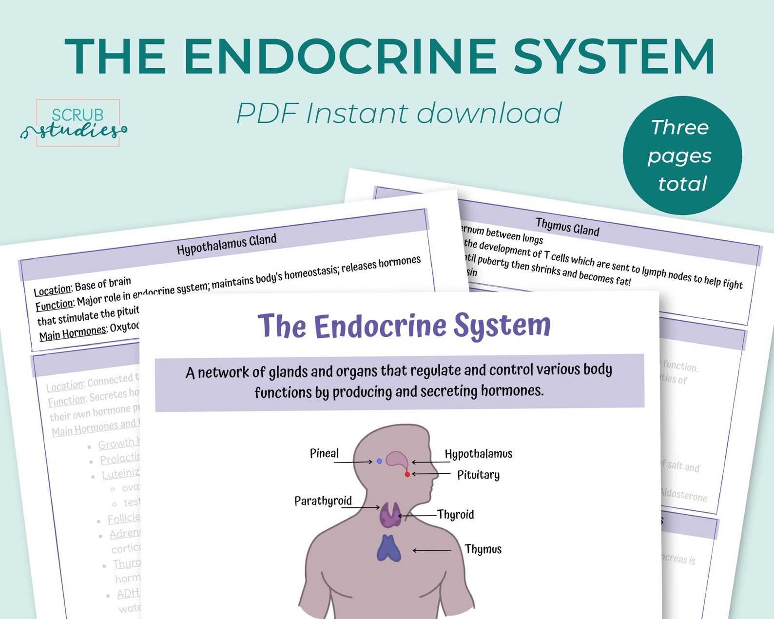 Endocrine System Study Guide Nursing Study Notes Digital - Etsy