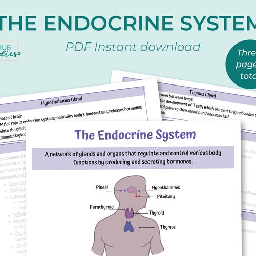 Endocrine System Study Guide Nursing Study Notes Digital - Etsy