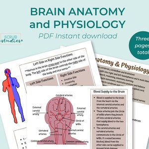 Brain Anatomy and Physiology Nursing Student Study Guide - Etsy