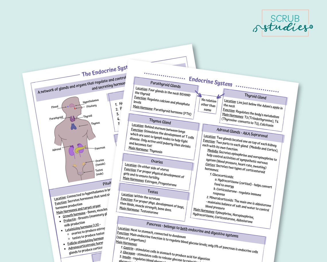 Endocrine System Study Guide Nursing Study Notes Digital - Etsy
