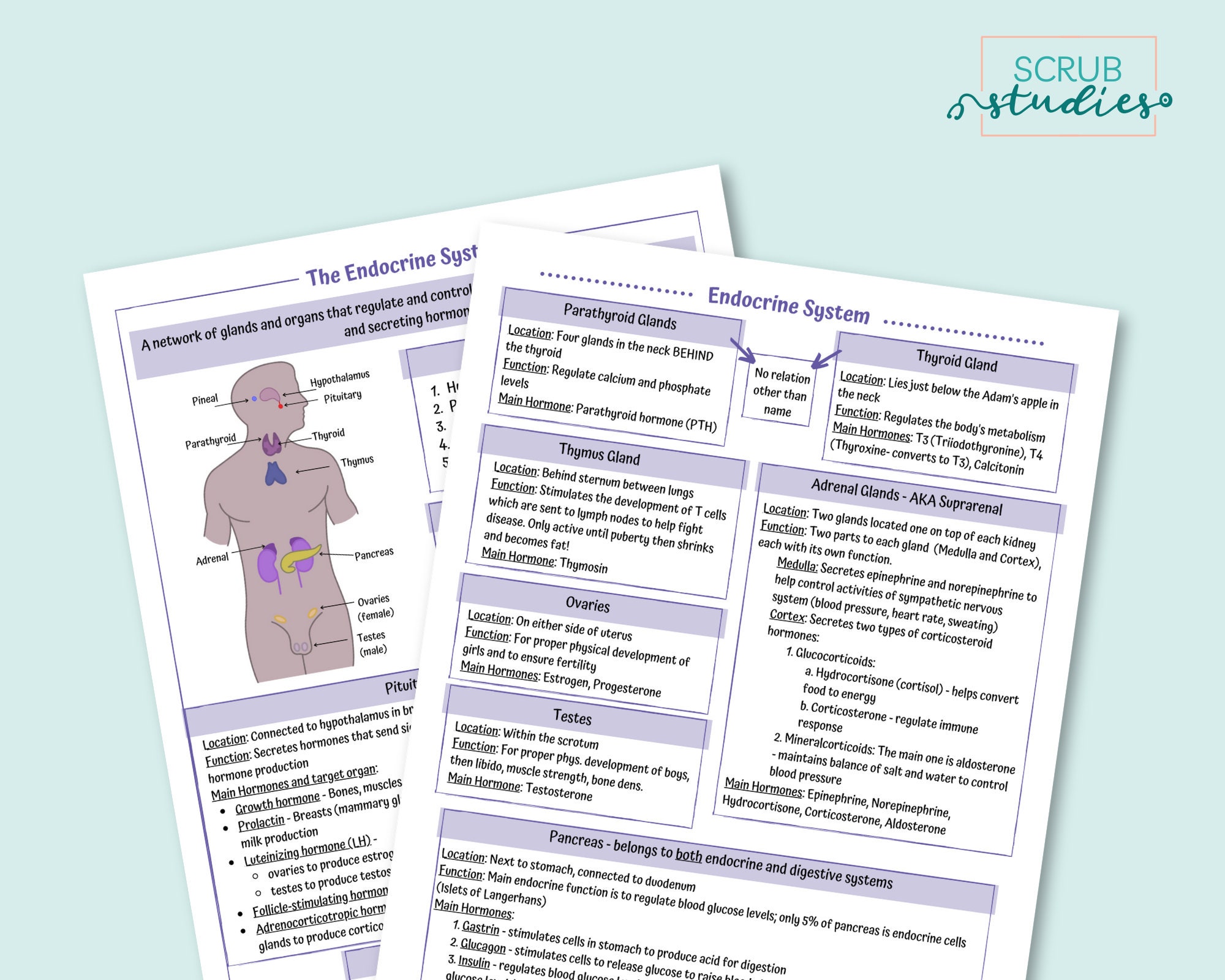 Endocrine System Study Guide Nursing Study Notes Digital - Etsy