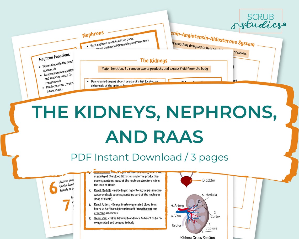 The Kidneys Nephrons RAAS Nursing Student Study Guide - Etsy