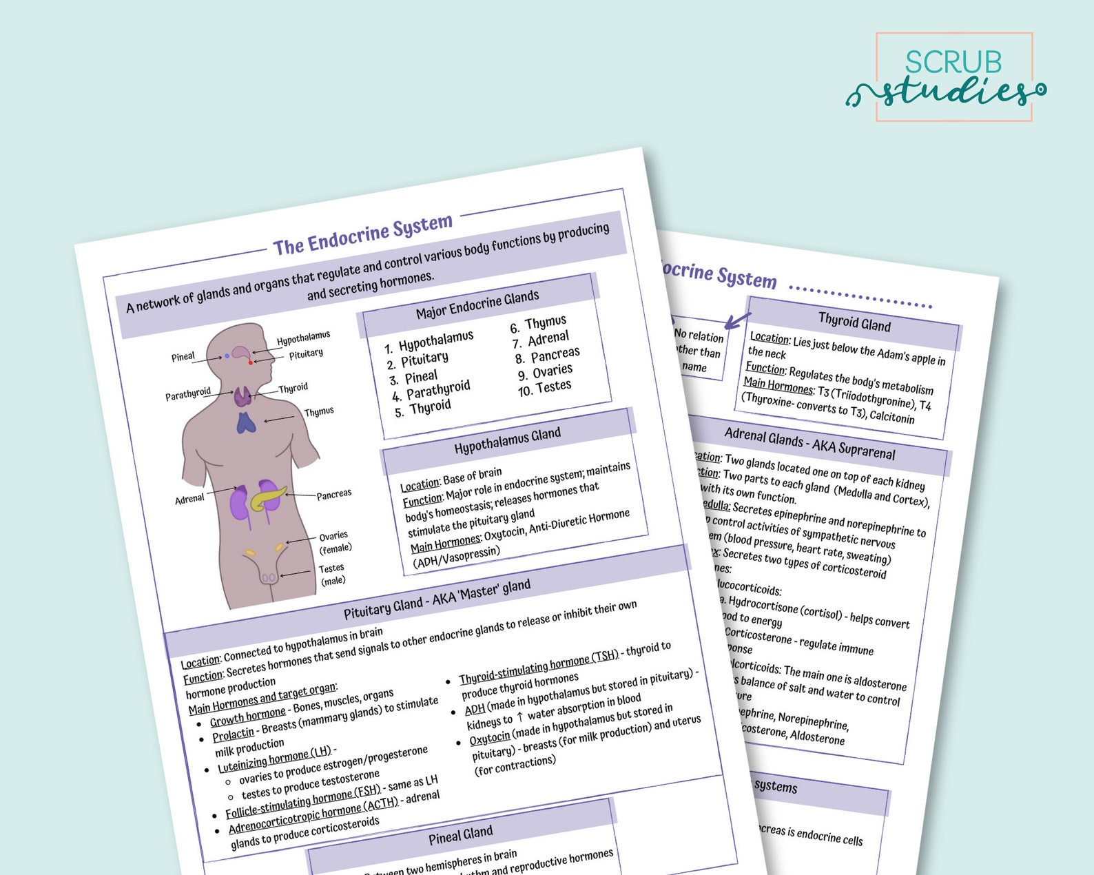 Endocrine System Study Guide Nursing Study Notes Digital - Etsy