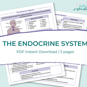 Endocrine Bundle Nursing Student Study Guide Digital - Etsy