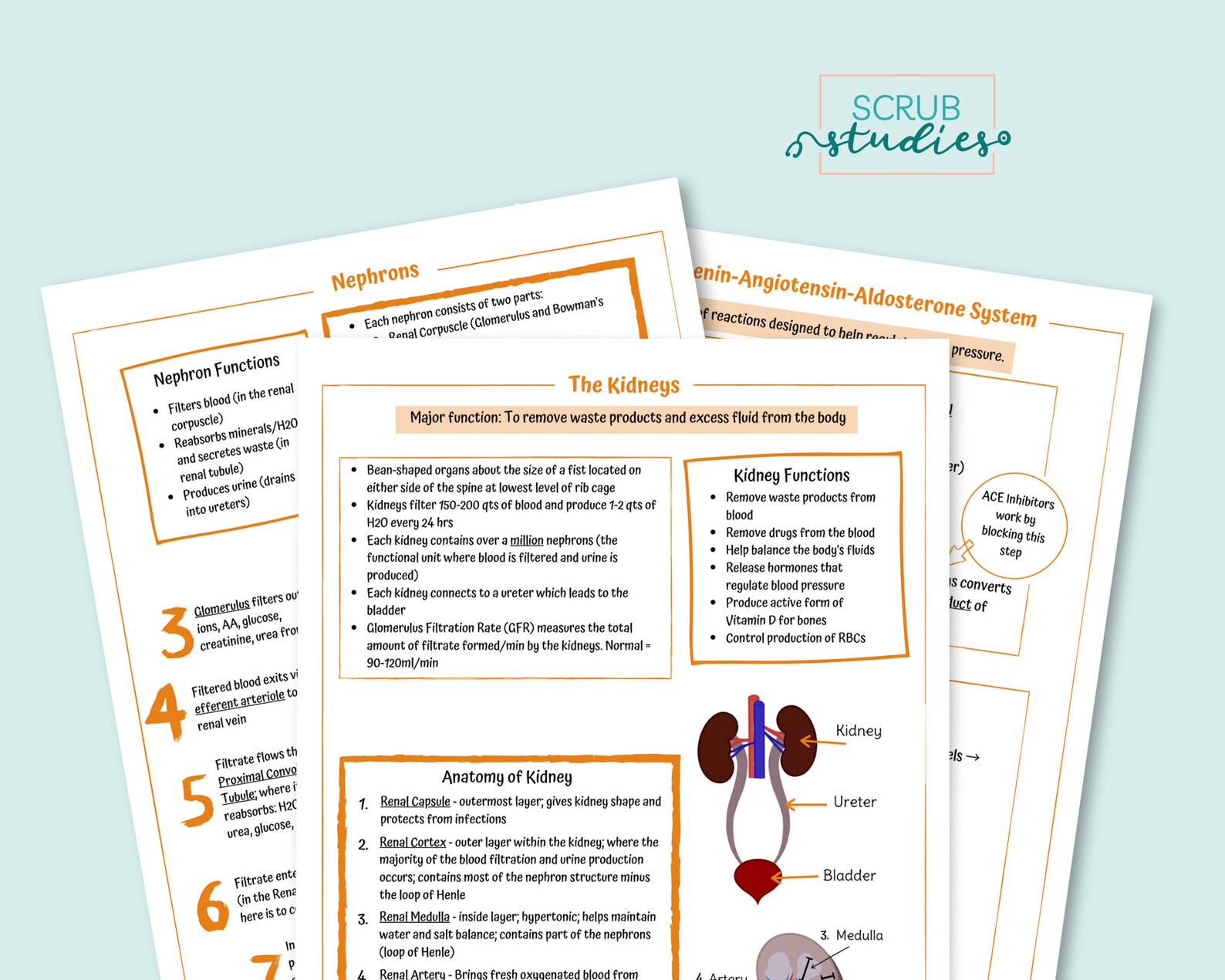 The Kidneys | Nephrons | RAAS | Nursing Student Study Guide | Digital ...