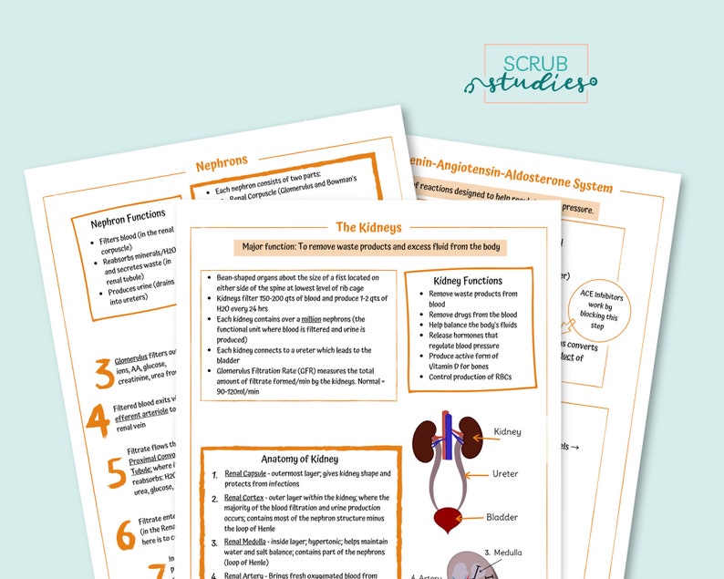 The Kidneys | Nephrons | RAAS | Nursing Student Study Guide | Digital ...