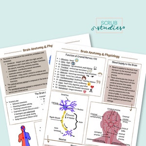 Brain Anatomy and Physiology | Nursing Student Study Guide | Digital ...