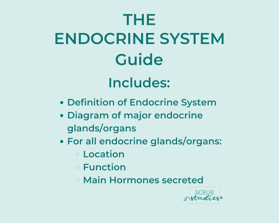 Endocrine System Study Guide | Nursing Study Notes | Digital Download ...