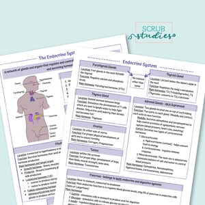 Endocrine System Study Guide | Nursing Study Notes | Digital Download ...