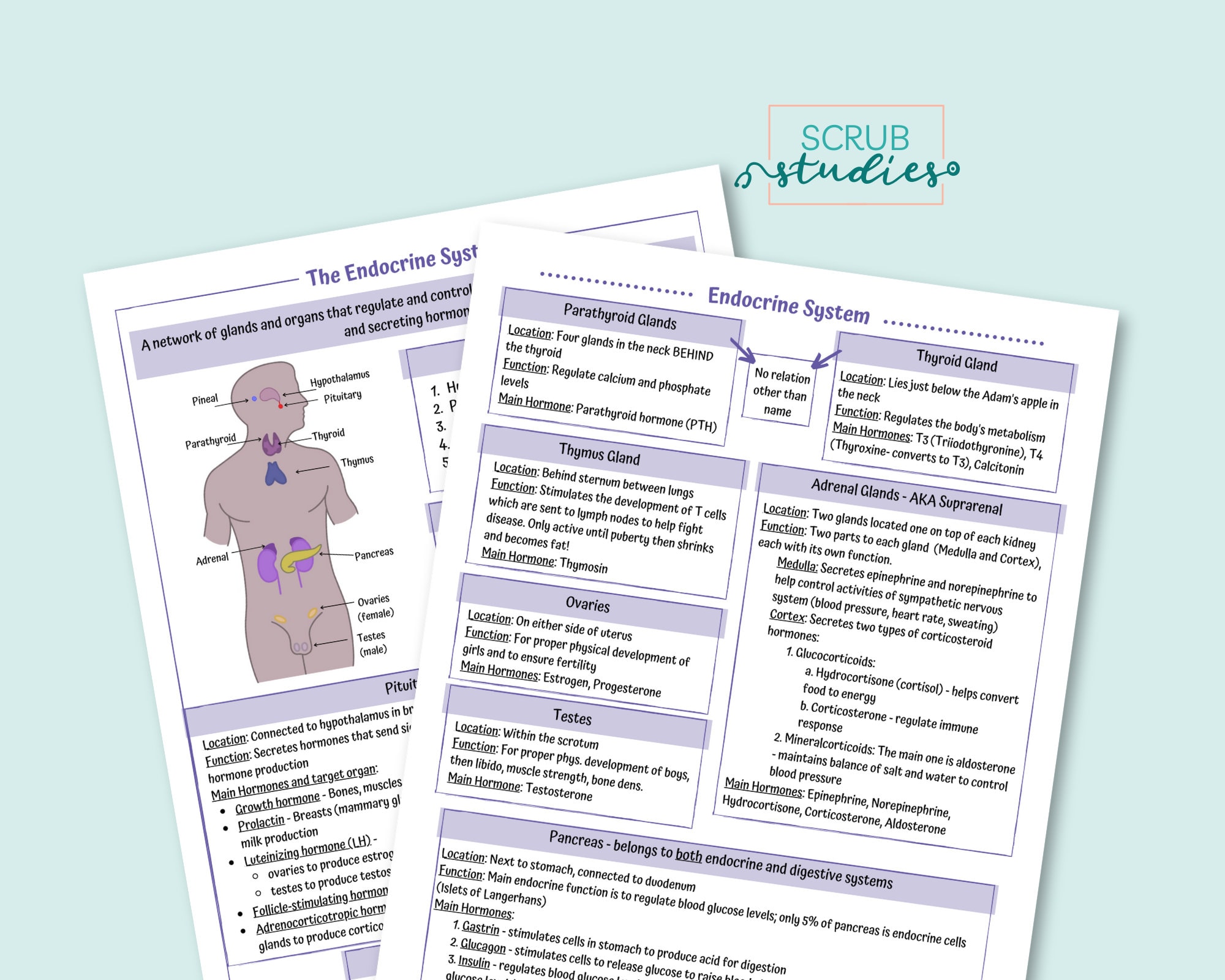 Endocrine System Study Guide | Nursing Study Notes | Digital Download ...