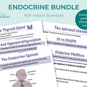 Endocrine Bundle Nursing student study guide Digital | Etsy