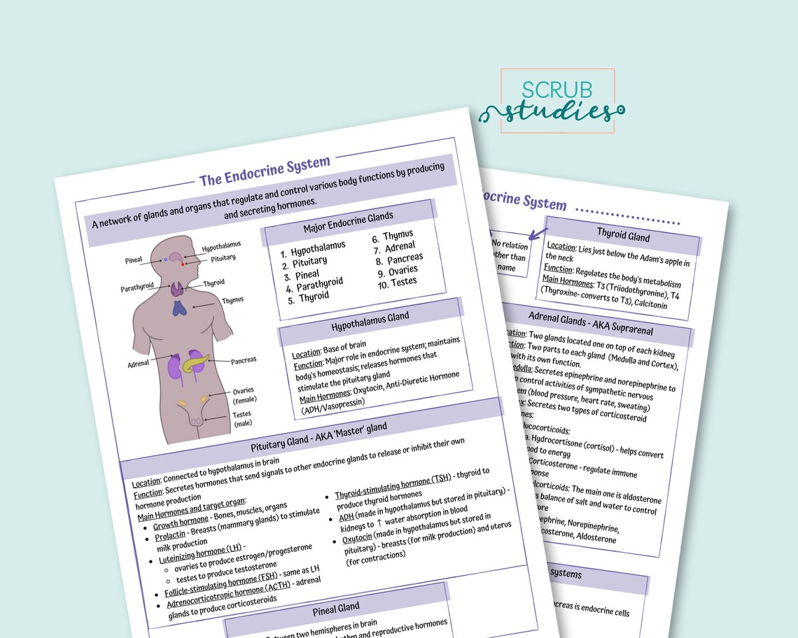 Endocrine System Study Guide Nursing Study Notes Digital Download ...