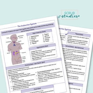 Endocrine System Study Guide | Nursing Study Notes | Digital Download ...