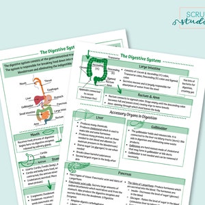 The Digestive System Study Guide GI Tract Gastrointestinal - Etsy