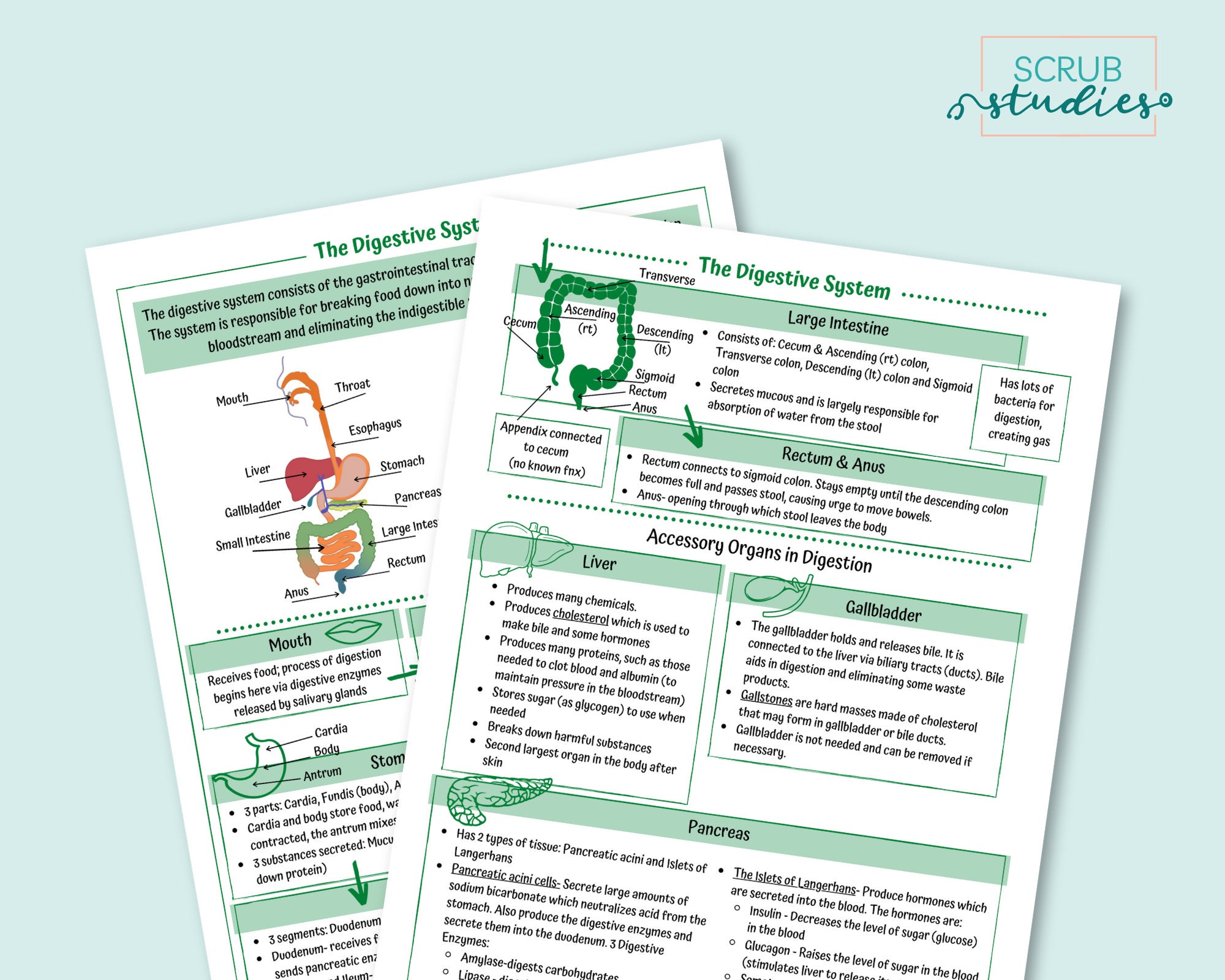 The Digestive System Study Guide GI Tract Gastrointestinal - Etsy