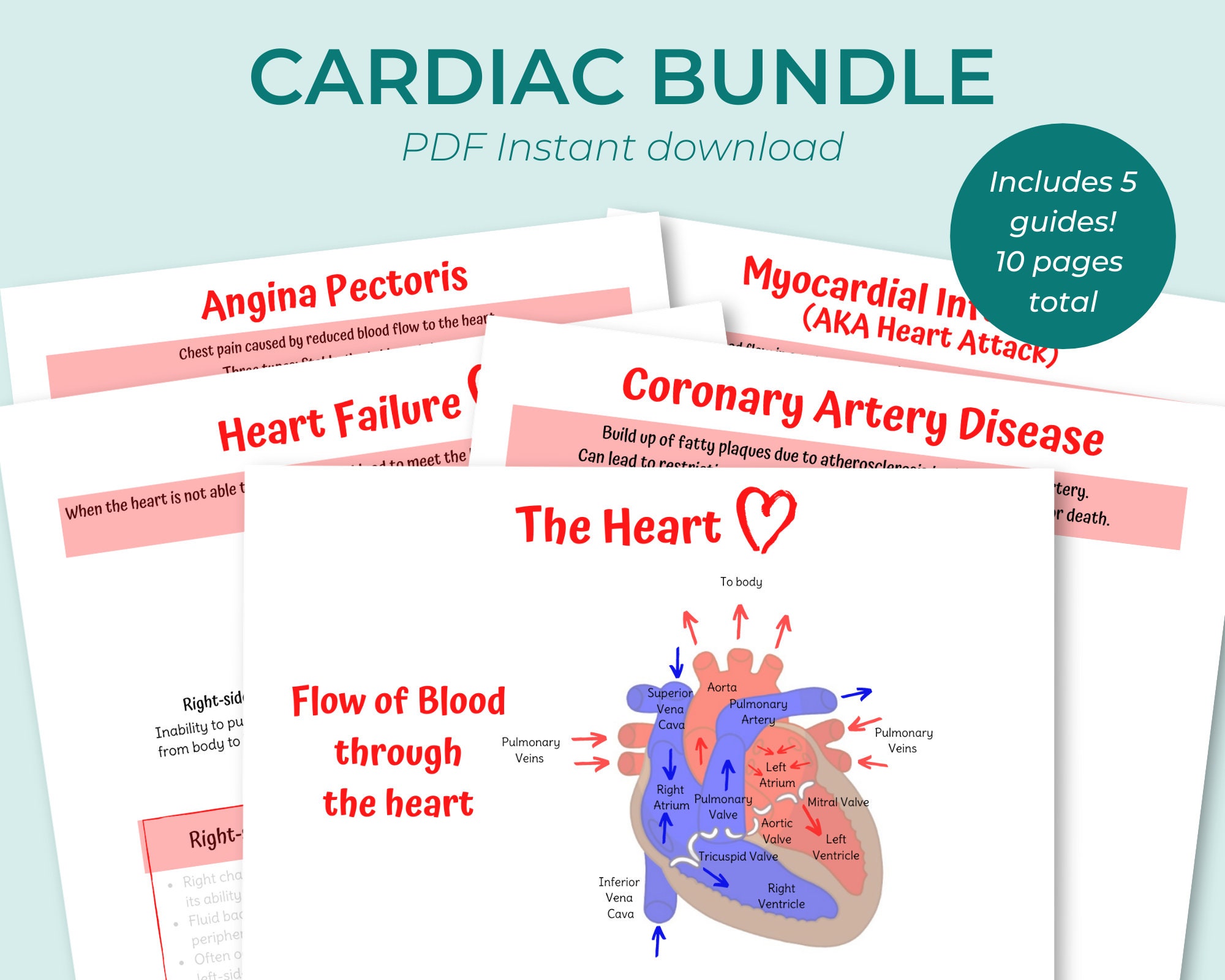 Cardiac Bundle Study Guide Nursing study guide Heart | Etsy