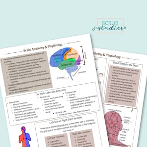 Brain Anatomy and Physiology | Nursing Student Study Guide | Digital ...