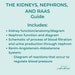 The Kidneys | Nephrons | RAAS | Nursing Student Study Guide | Digital ...