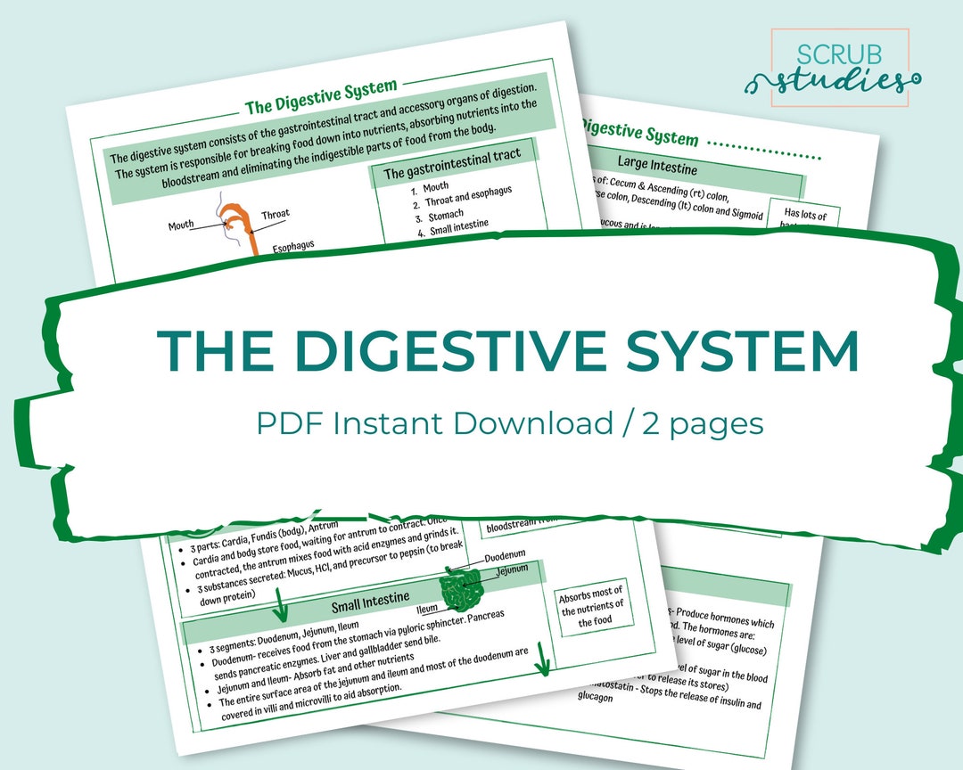 The Digestive System Study Guide GI Tract Gastrointestinal - Etsy