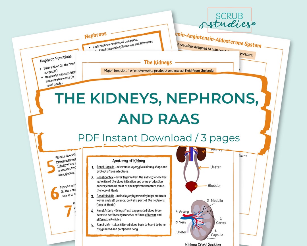 The Kidneys | Nephrons | RAAS | Nursing Student Study Guide | Digital ...
