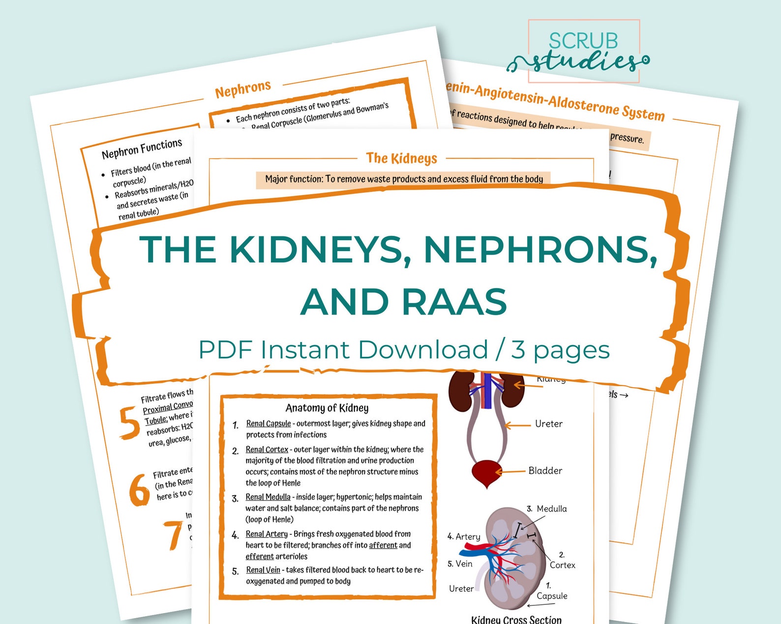 The Kidneys | Nephrons | RAAS | Nursing Student Study Guide | Digital ...