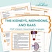 The Kidneys | Nephrons | RAAS | Nursing Student Study Guide | Digital ...