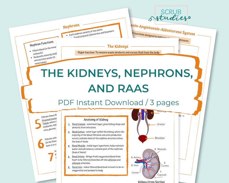 The Kidneys | Nephrons | RAAS | Nursing Student Study Guide | Digital ...