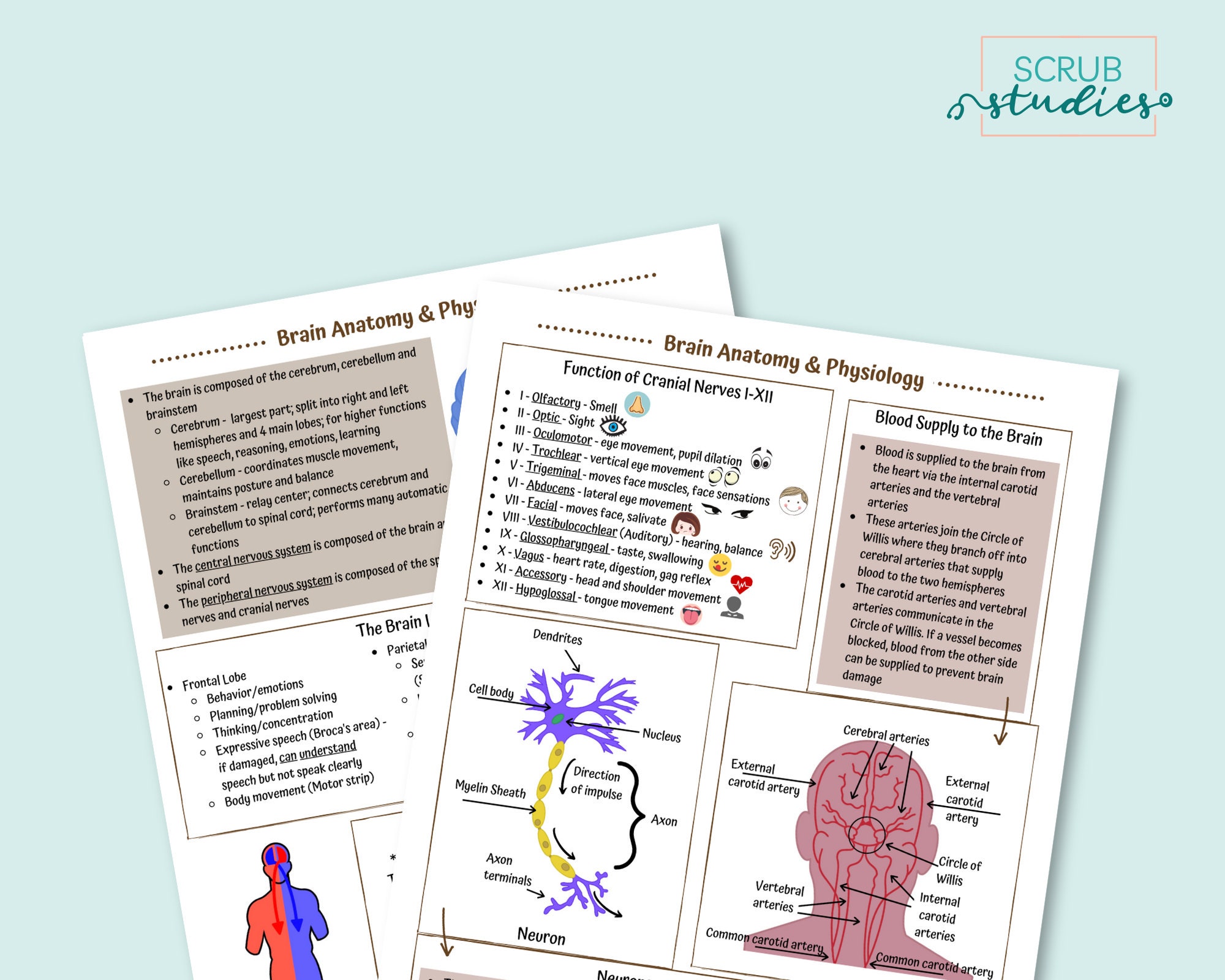 Brain Anatomy and Physiology Nursing Student Study Guide - Etsy