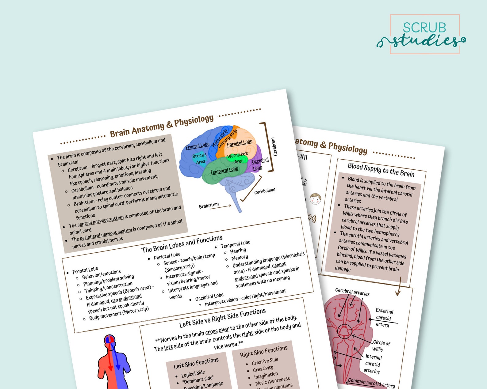 Brain Anatomy and Physiology Nursing Student Study Guide - Etsy