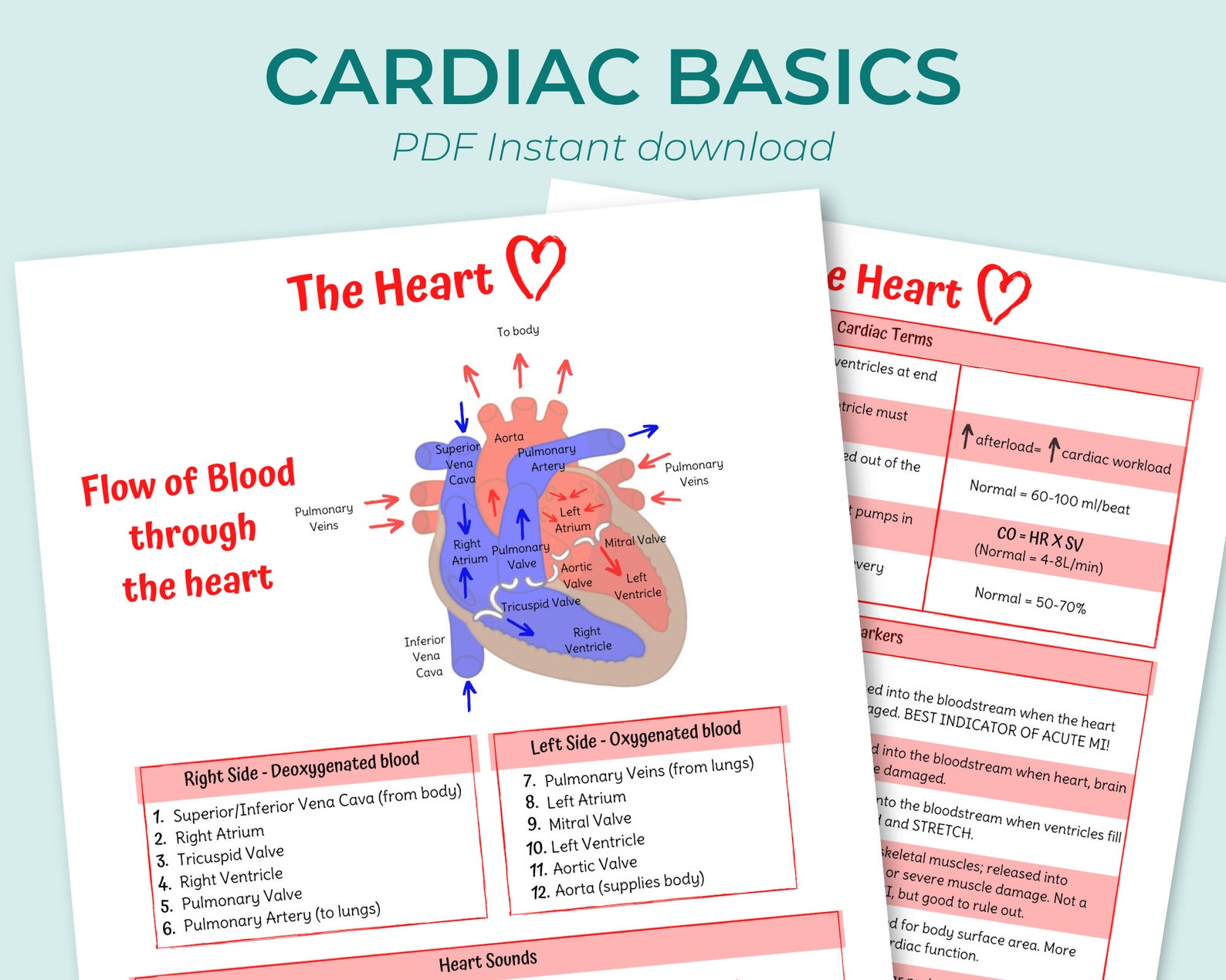 Cardiac Bundle Study Guide Nursing Study Guide Heart | Etsy