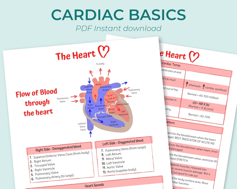 Cardiac Bundle Study Guide Nursing Study Guide Heart | Etsy