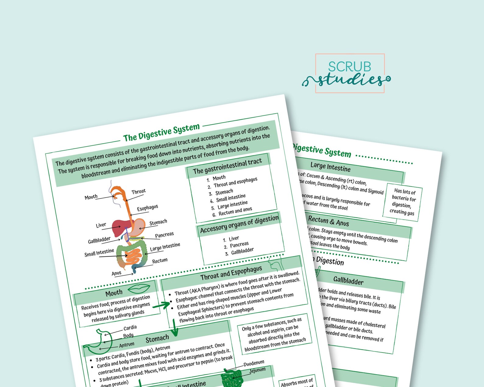 The Digestive System Study Guide GI Tract Gastrointestinal Nursing ...