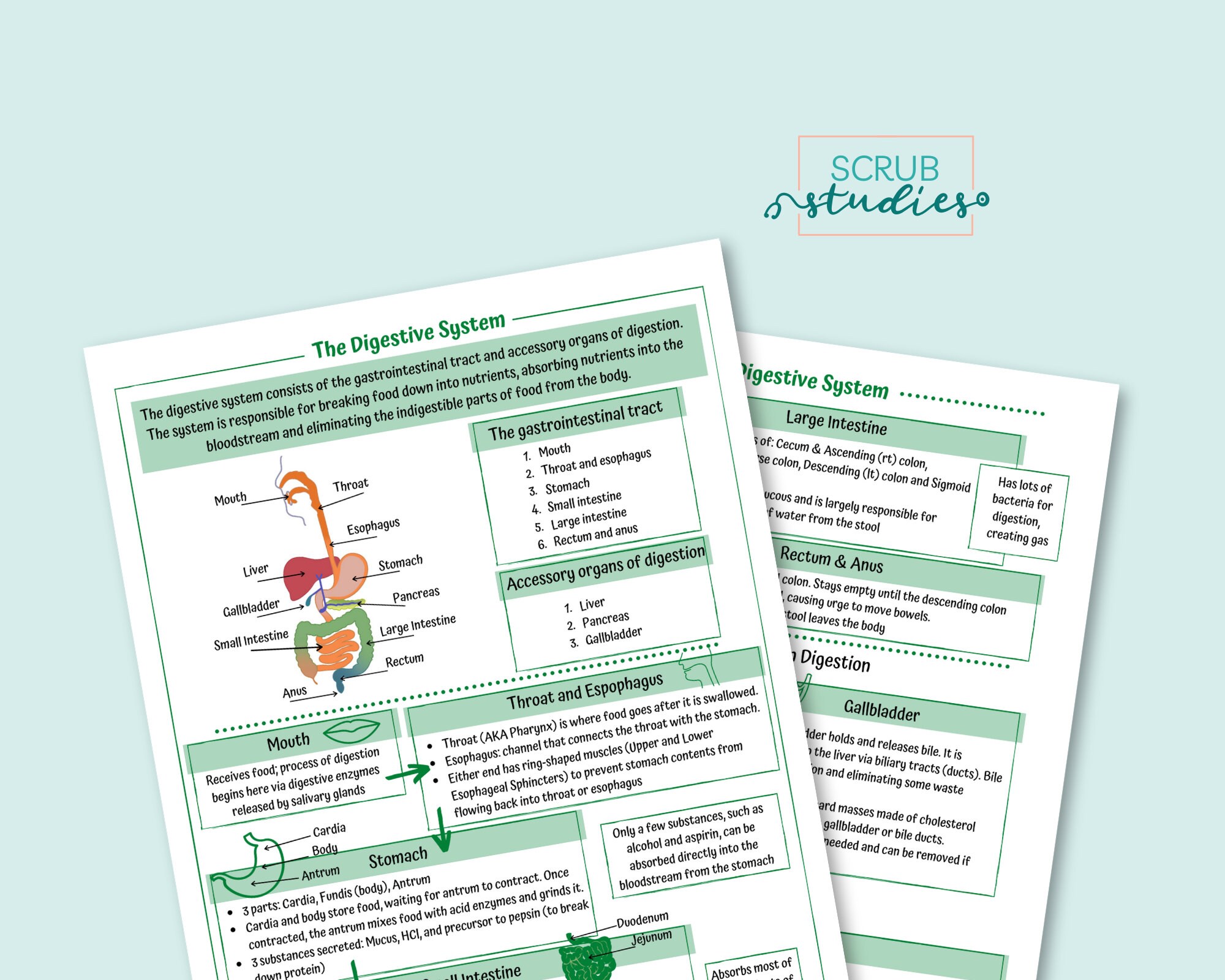 The Digestive System Study Guide | GI Tract | Gastrointestinal ...