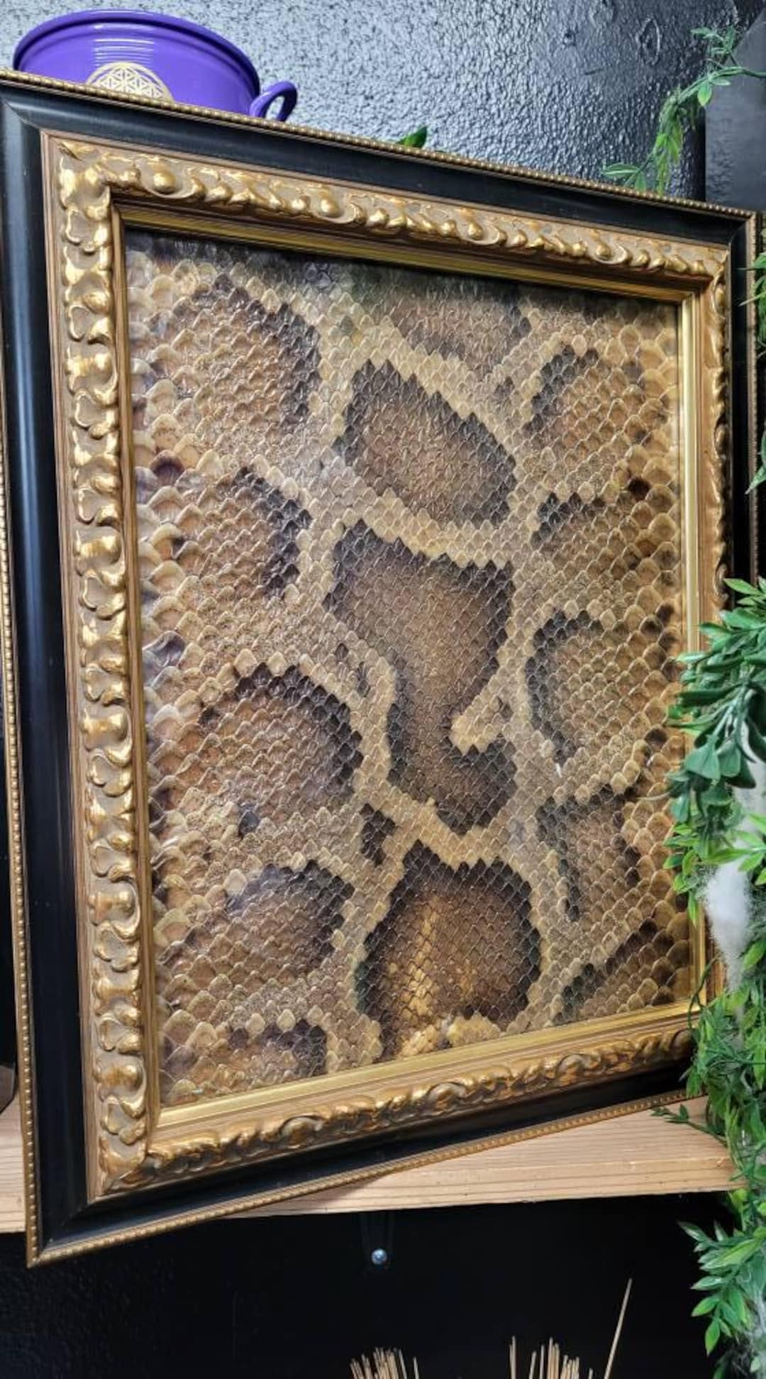 Vintage Framed Boa Snake Skin Goth Decor Taxidermy - Etsy