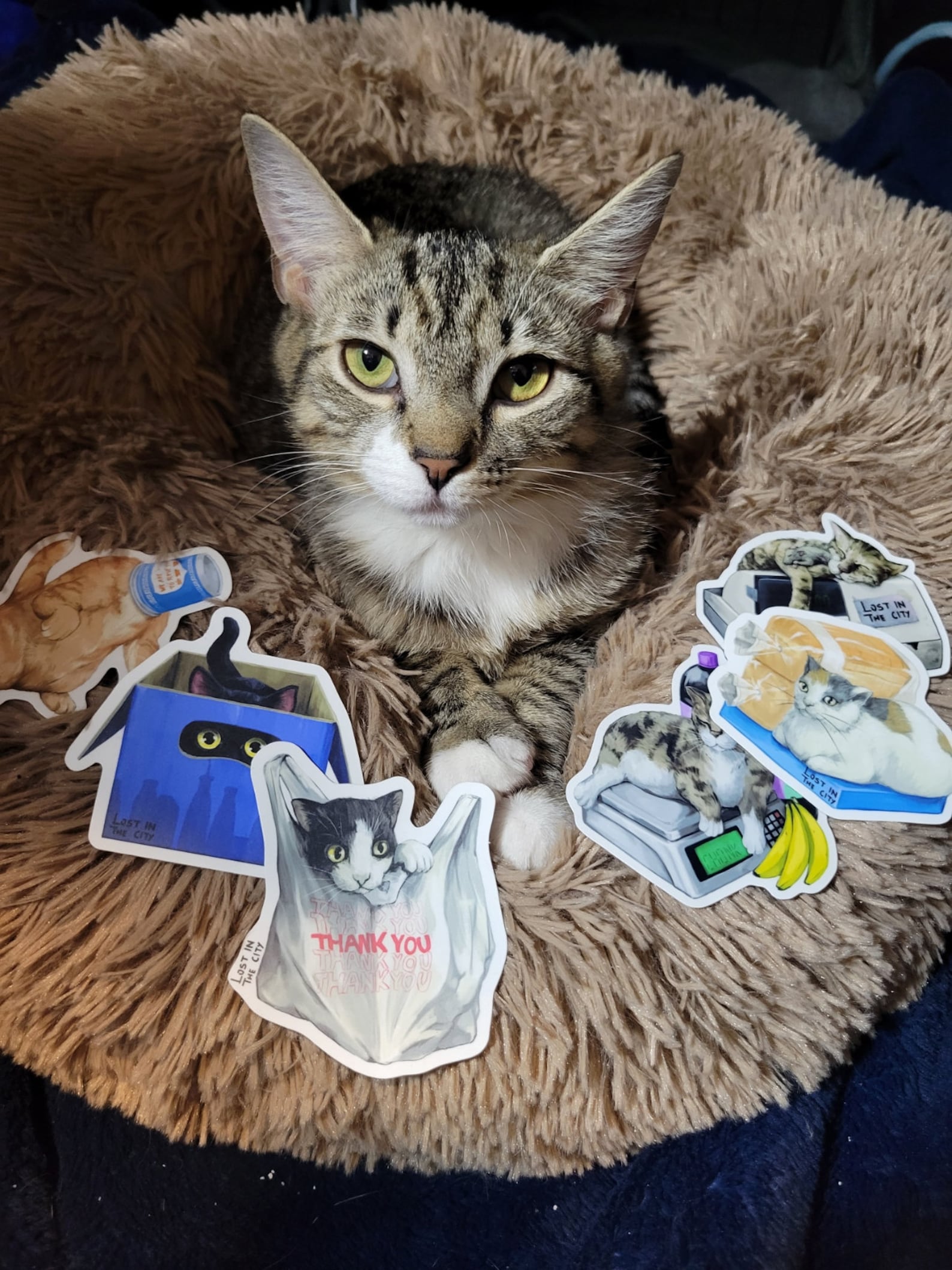 Bodega Cat Stickers | Lost in the City - Vinyl Die Cut Waterproof - Etsy
