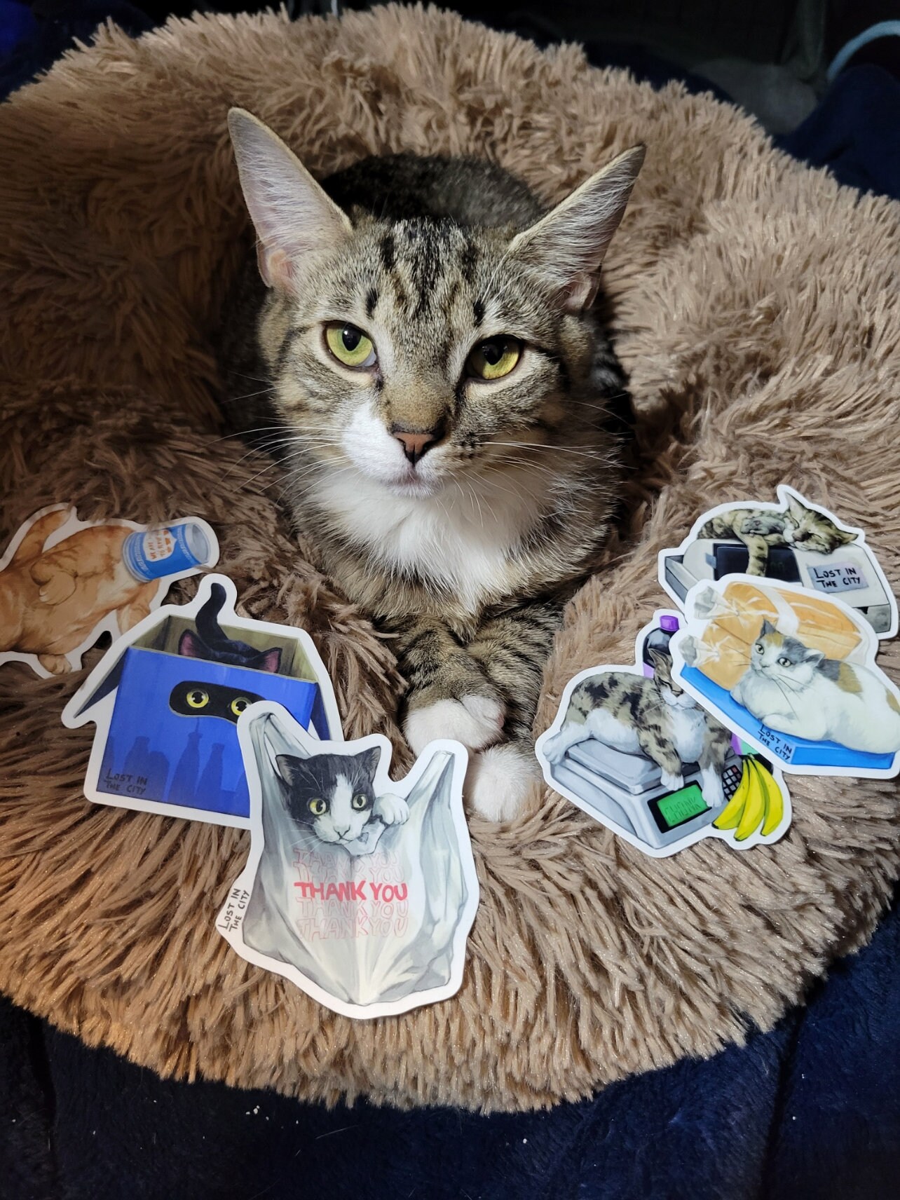 Bodega Cat Stickers | Lost in the City - Vinyl Die Cut Waterproof - Etsy