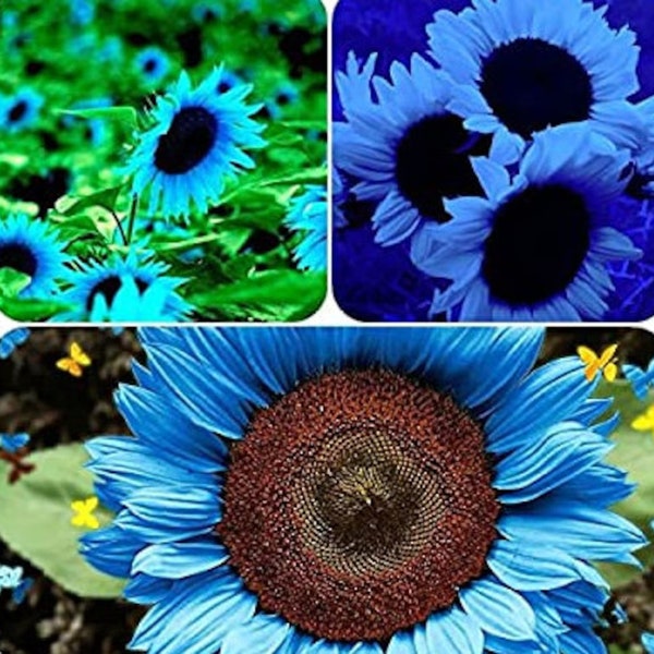 Midnight Oil Blue Sunflower - Etsy