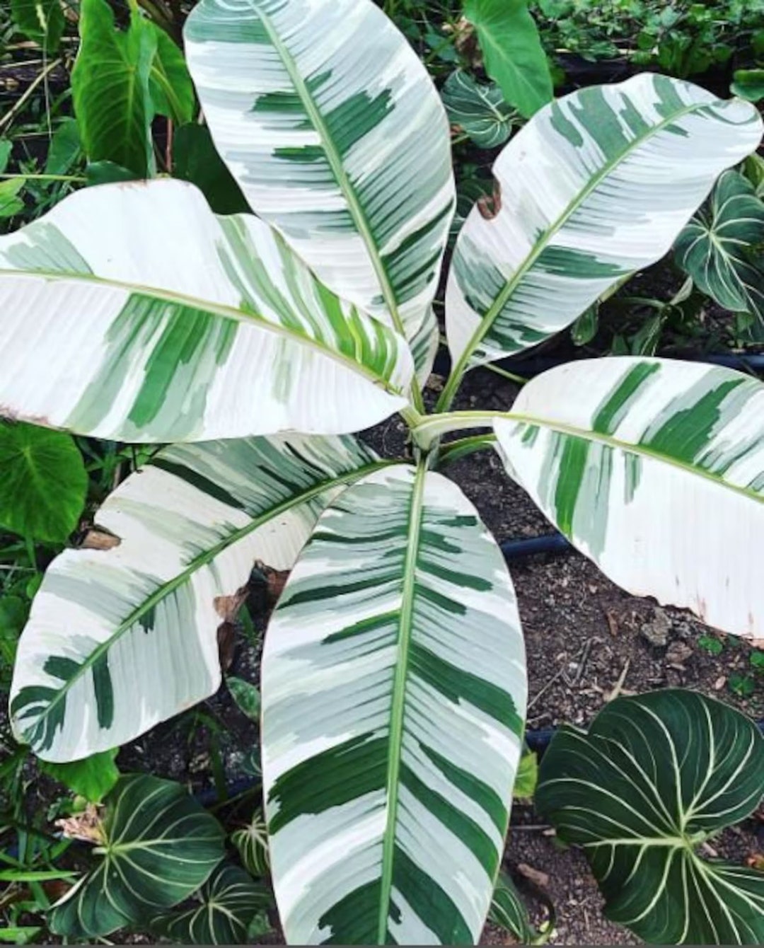 Variegated Albo Musa Banana Live Planting Rhizomes Hawai - Etsy