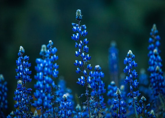 Blue Flower Photography Flower Wall Art Nature Prints - Etsy