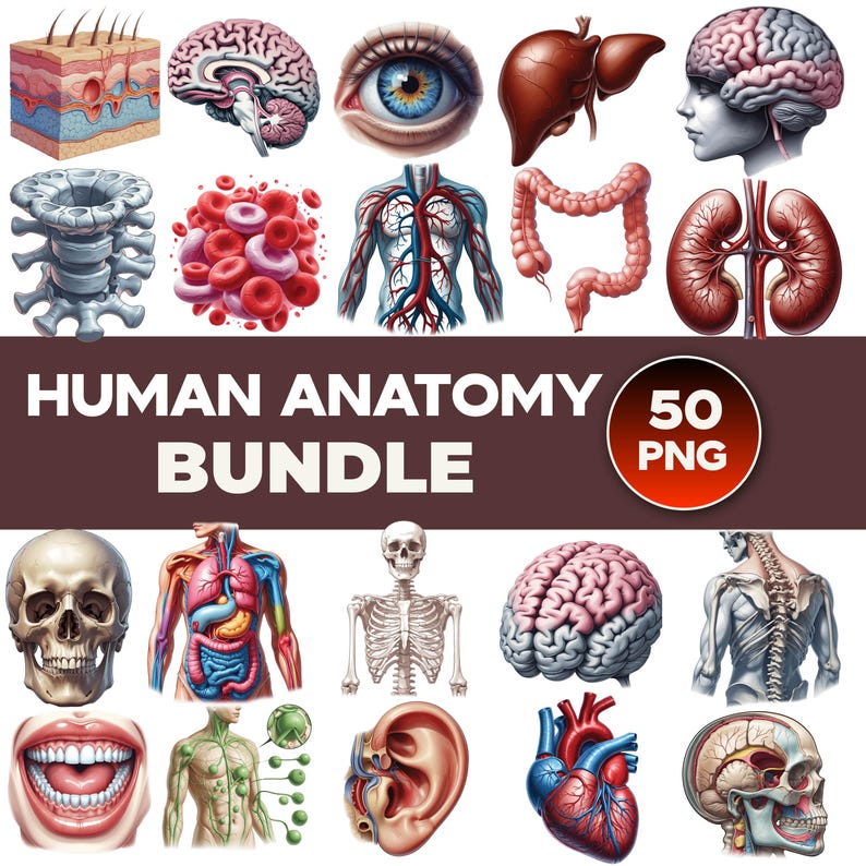 Human Anatomy Clipart Bundle 50 PNG Medical Body System Illustrations ...