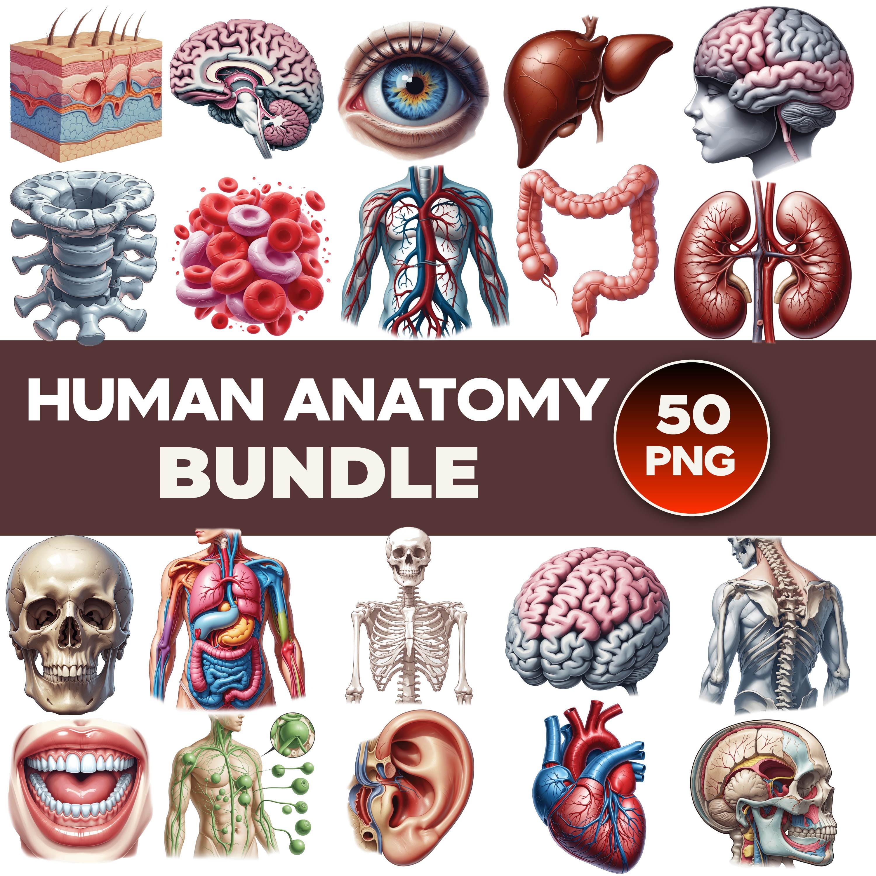 Human Anatomy Clipart Bundle 50 PNG Medical Body System Illustrations ...