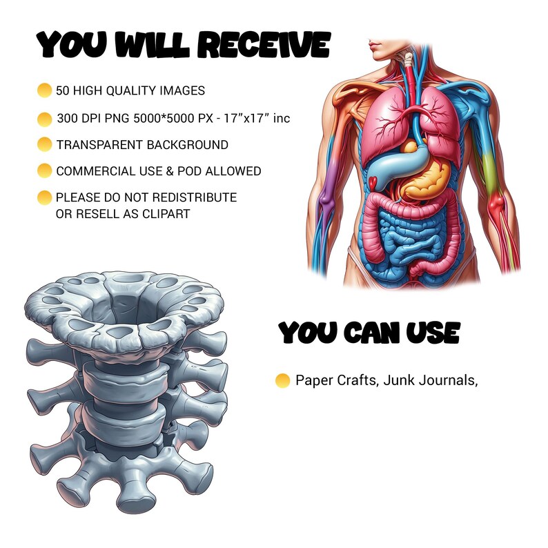 Human Anatomy Clipart Bundle 50 PNG Medical Body System Illustrations ...